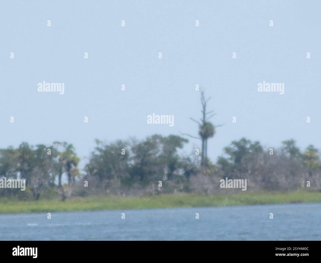 cabbage palmetto (Sabal palmetto), Plantae, Wassaw Island, GA, USA ...