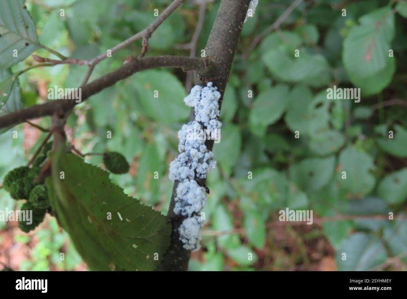 Ma 1013 hi-res stock photography and images - Alamy