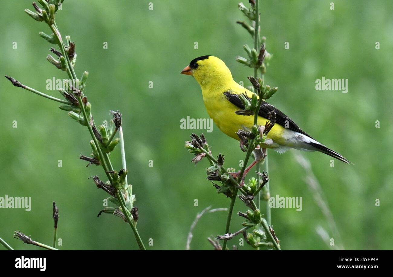 American goldfinch flying hi-res stock photography and images - Alamy