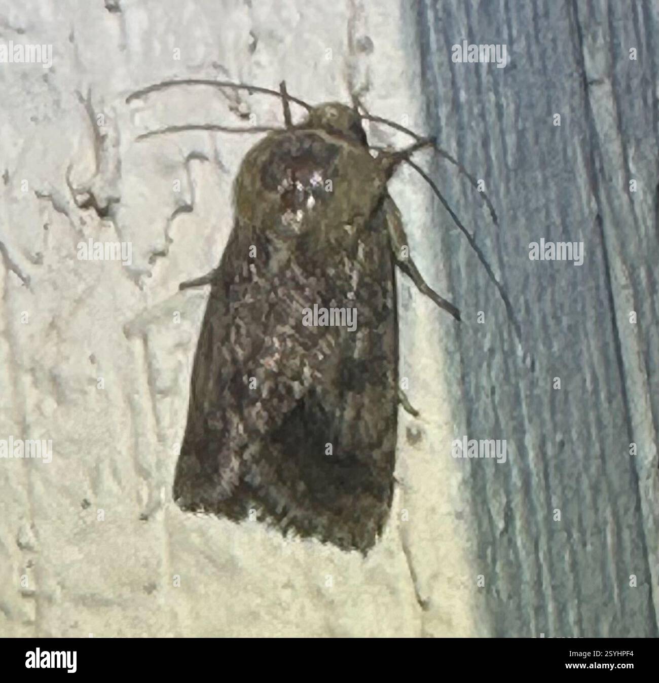 Cutworm Moths and Allies (Noctuidae), Insecta, Cheyenne Dr, Woodward ...