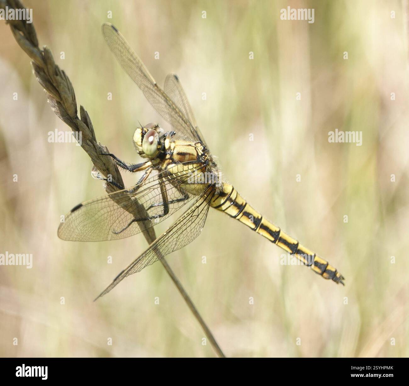 Black-tailed Skimmer (Orthetrum cancellatum), Insecta, Suffolk, UK ...