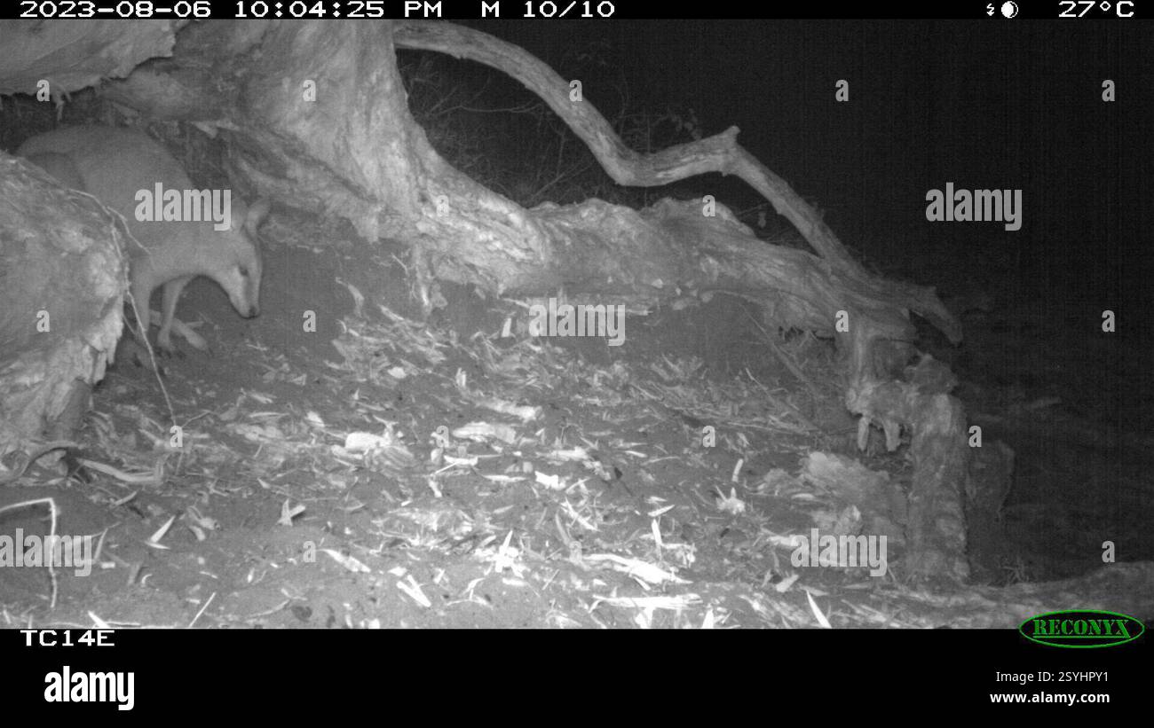 Agile Wallaby (Notamacropus agilis), Mammalia, Bouldercombe QLD 4702 ...