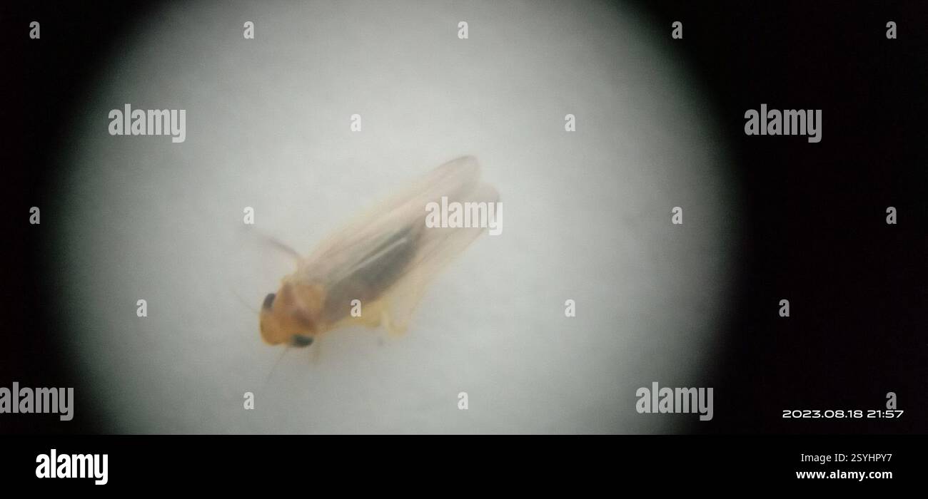 (Alebroides marginatus), Insecta, 950台灣台東縣臺東 Stock Photo - Alamy
