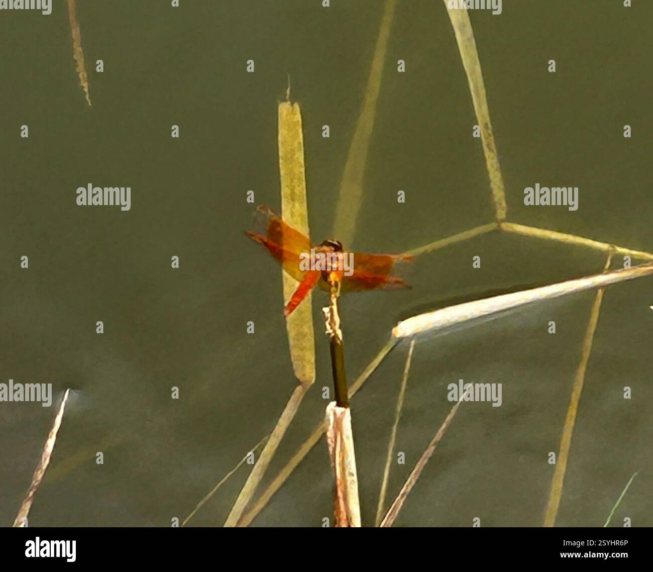 Ditch Jewel (Brachythemis contaminata), Insecta, People's Square and Park, Yangon, Yangon, MM ...