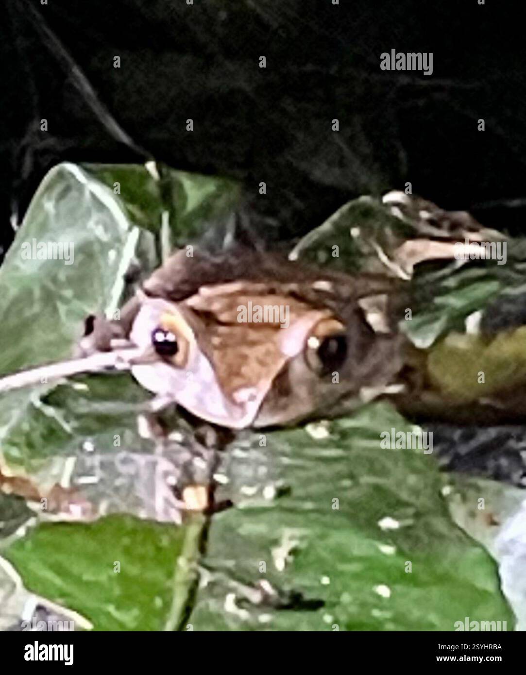 Madagascar Bright-eyed Frog (Boophis madagascariensis), Amphibia ...
