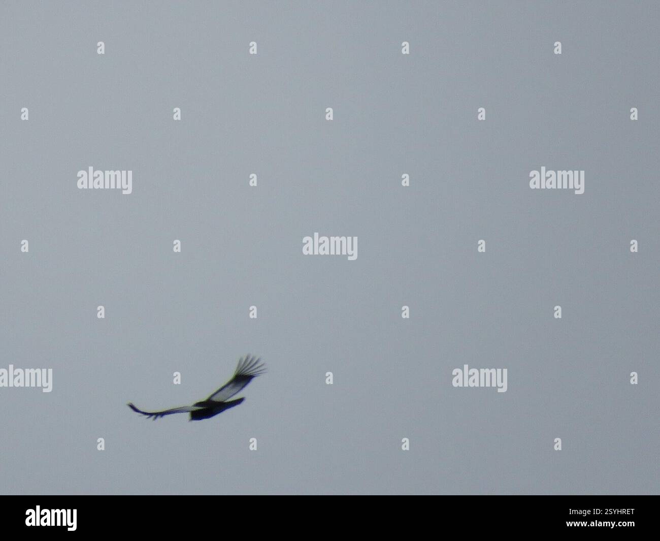 Andean Condor (Vultur gryphus), Aves, Ushuaia, AR-TF, AR Stock Photo ...