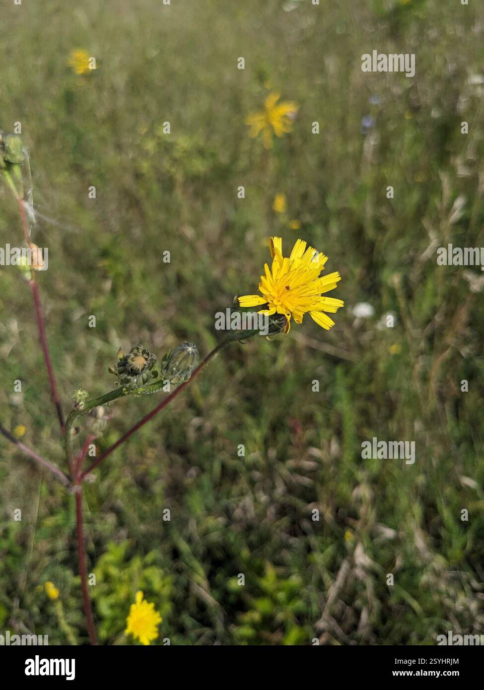 Hawkweed Oxtongue (Picris hieracioides), Plantae, Hamilton, ON, Canada ...