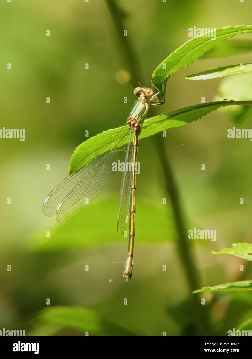 Western Willow Spreadwing (Chalcolestes viridis), Insecta, Oxfordshire ...