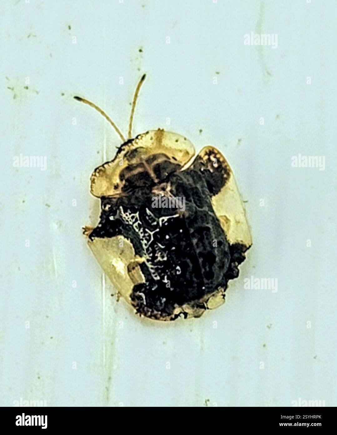 Clavate Tortoise Beetle (Helocassis clavata), Insecta, McDonough, GA ...