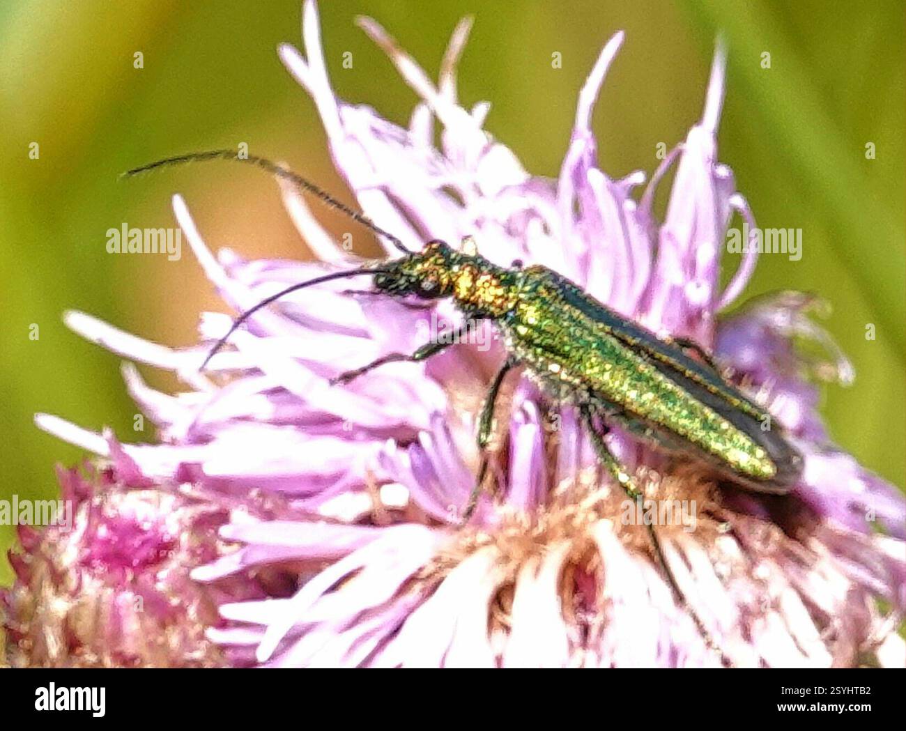 Thick-legged Flower Beetle (Oedemera nobilis), Insecta, Suffolk, UK ...