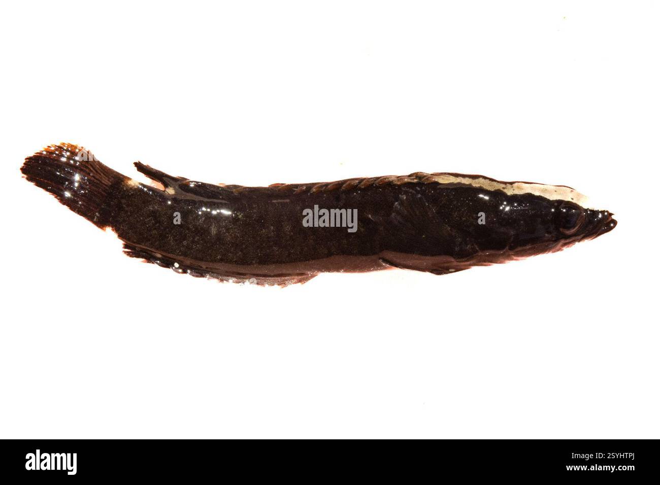 Olive Rockfish (Acanthoclinus fuscus), Actinopterygii, Karitane 9471 ...