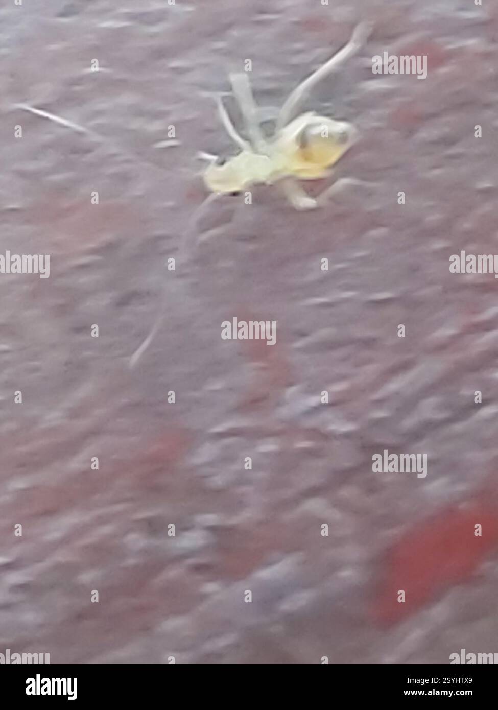 Common Barklice (Psocidae), Insecta, Longwell Green, Bristol, UK Stock ...