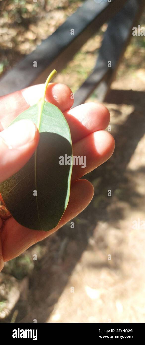 Small-leaved fig (Ficus obliqua), Plantae, Australia, North Queensland ...