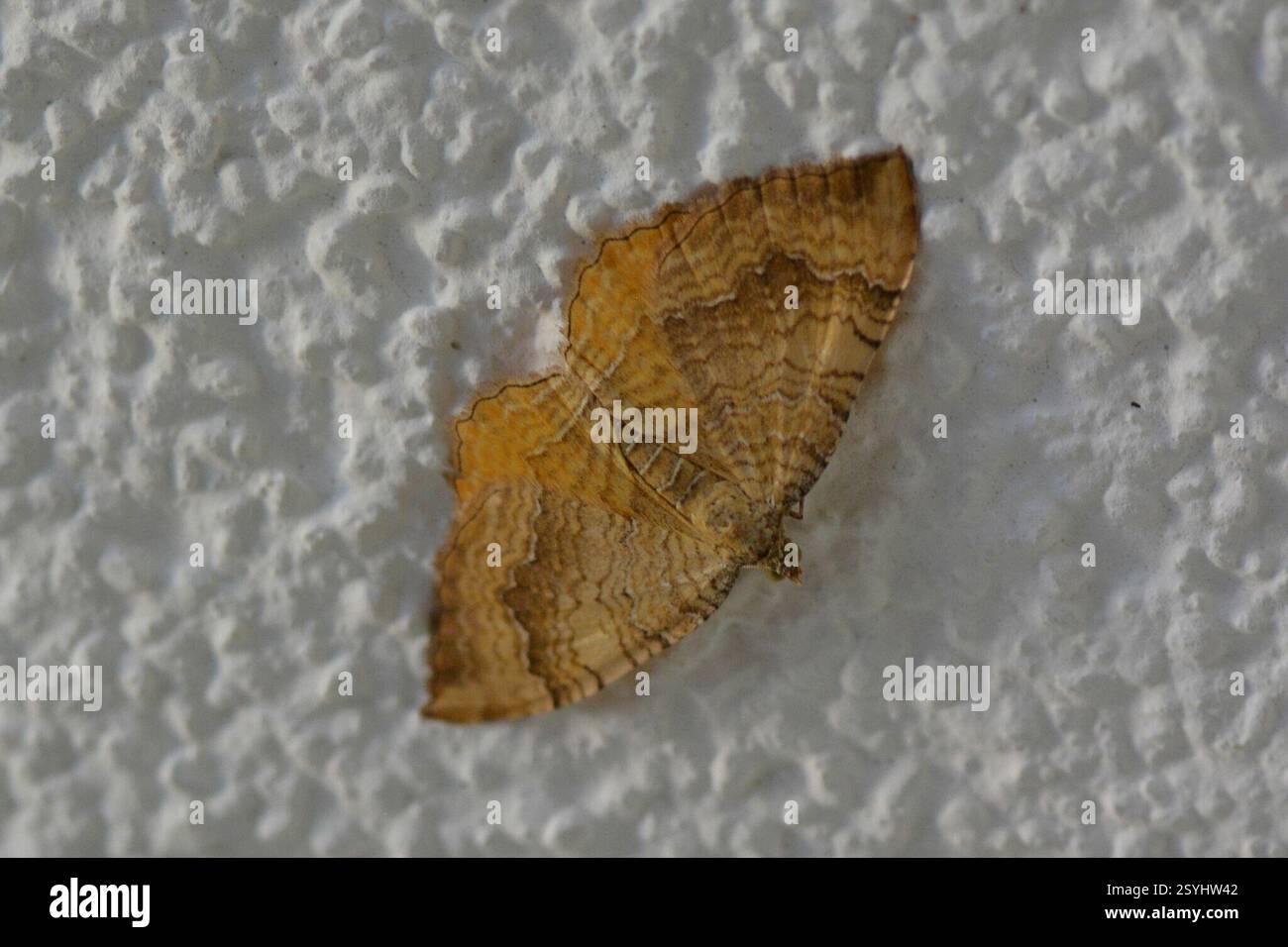Yellow Shell Moth (Camptogramma bilineata), Insecta, 4325 Schupfart ...