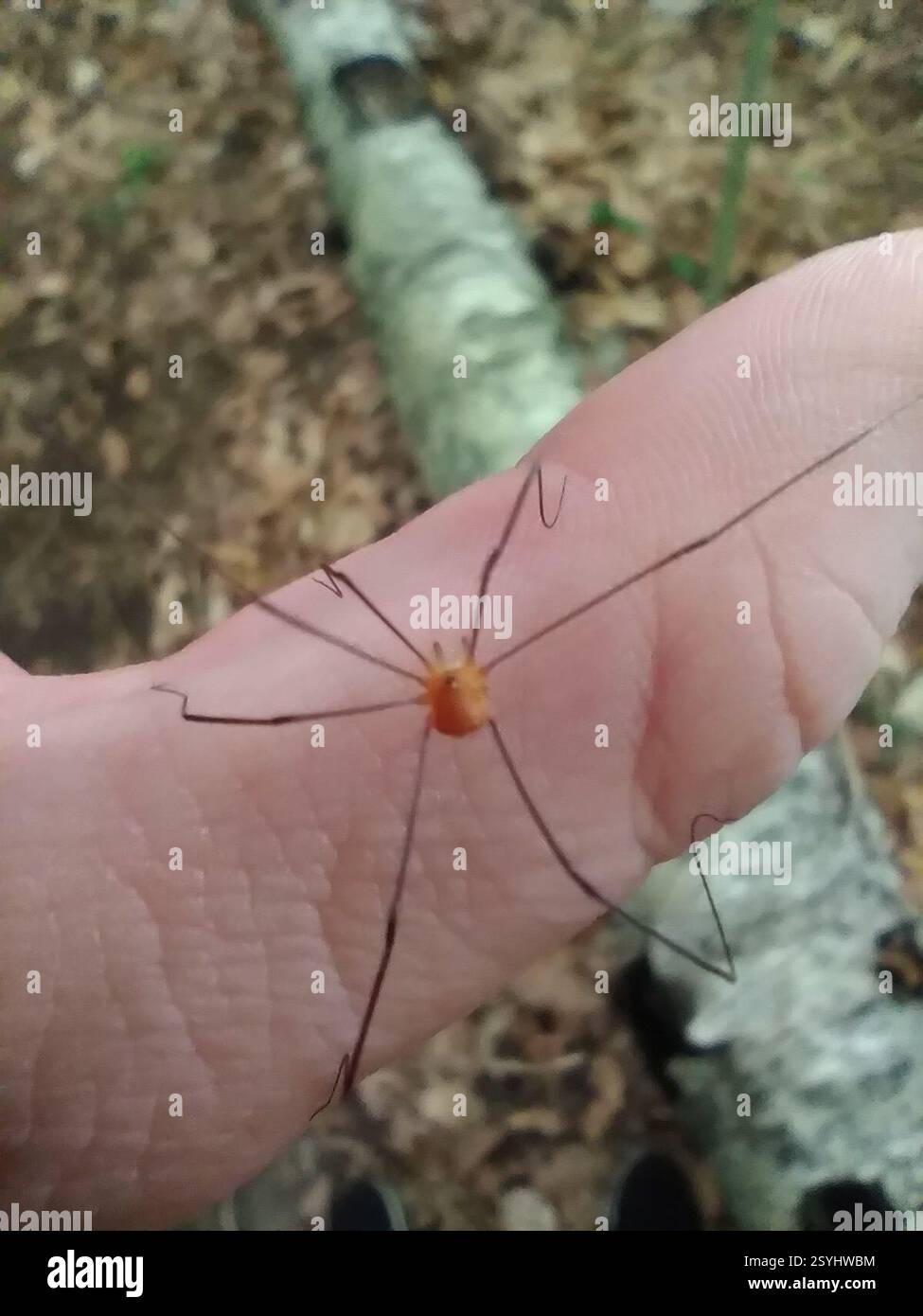 Politum Group (Leiobunum politum), Arachnida, Prentiss Woods, Bangor ...
