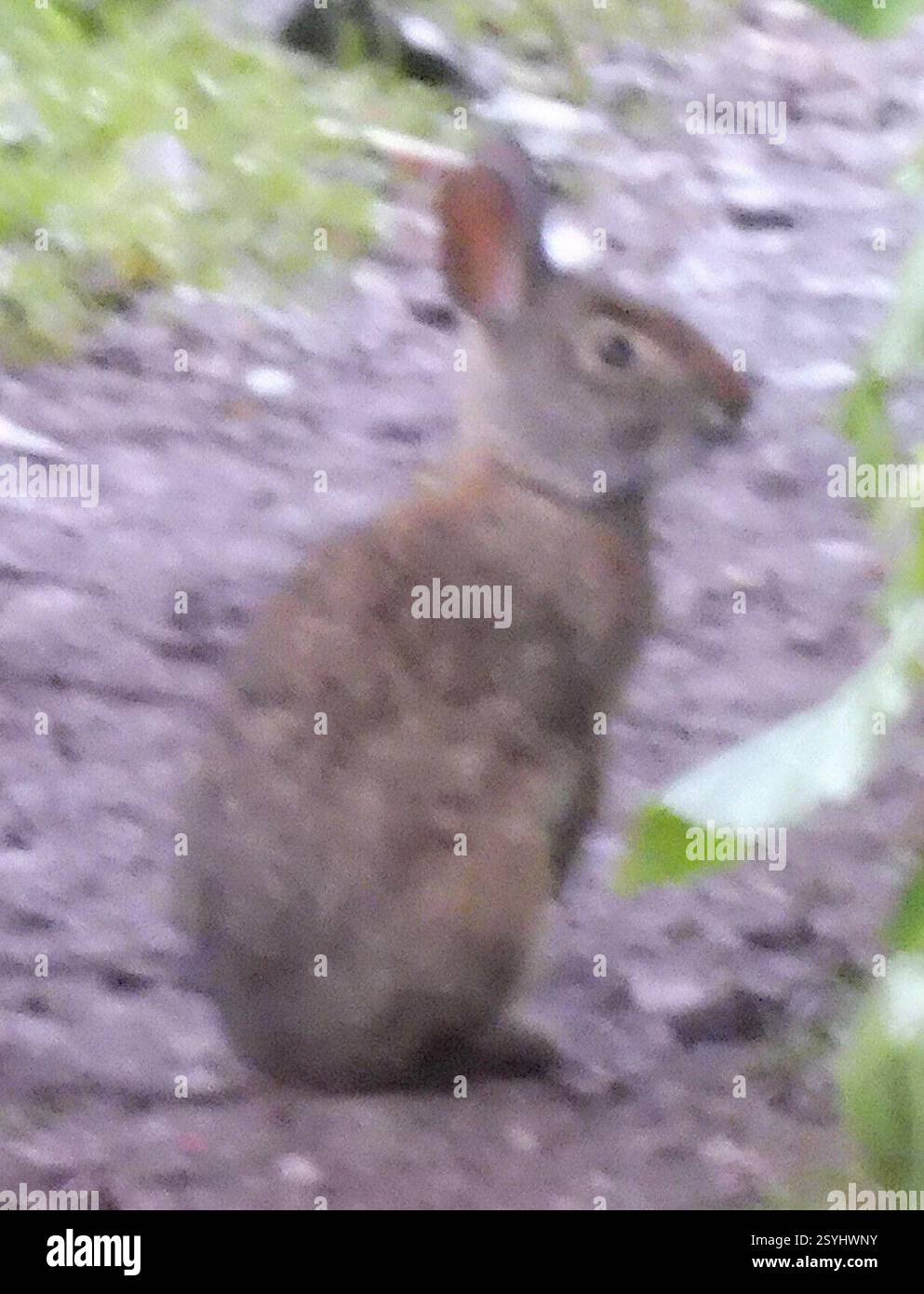 Andean tapeti hi-res stock photography and images - Alamy