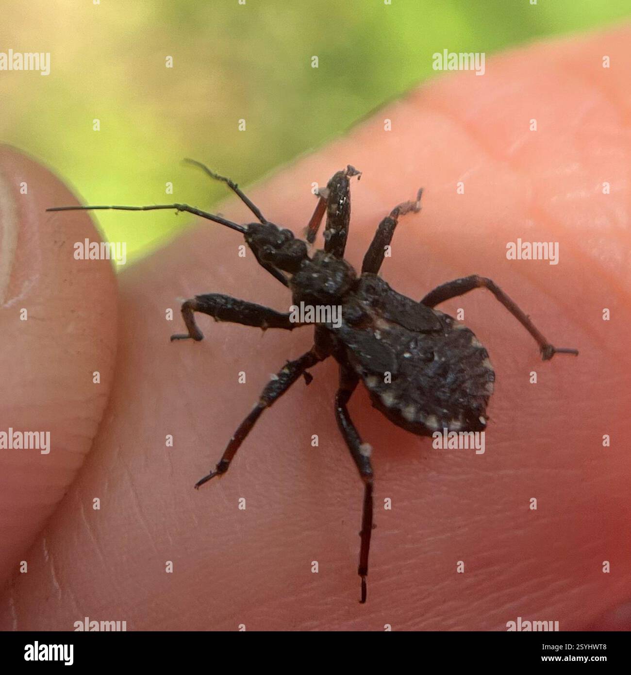 Rhynocoris annulatus hi-res stock photography and images - Alamy