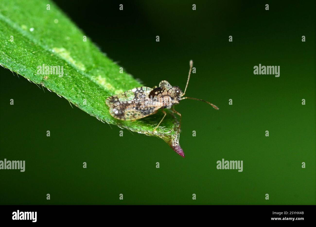 (Stephanitis nashi), Insecta, 中国江西省上饶市婺源县 Stock Photo - Alamy