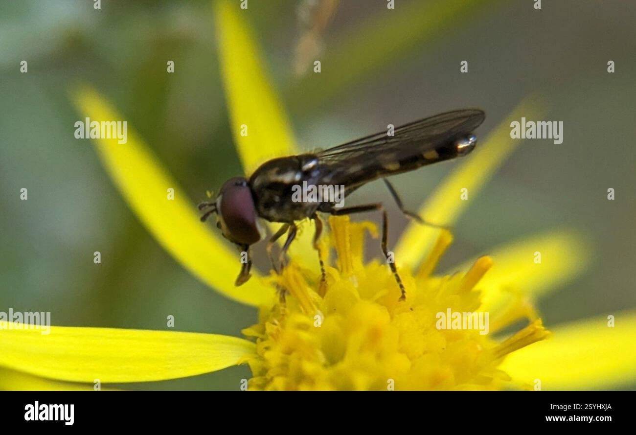 Platycheirus albimanus Group (Platycheirus albimanus), Insecta, Natural ...