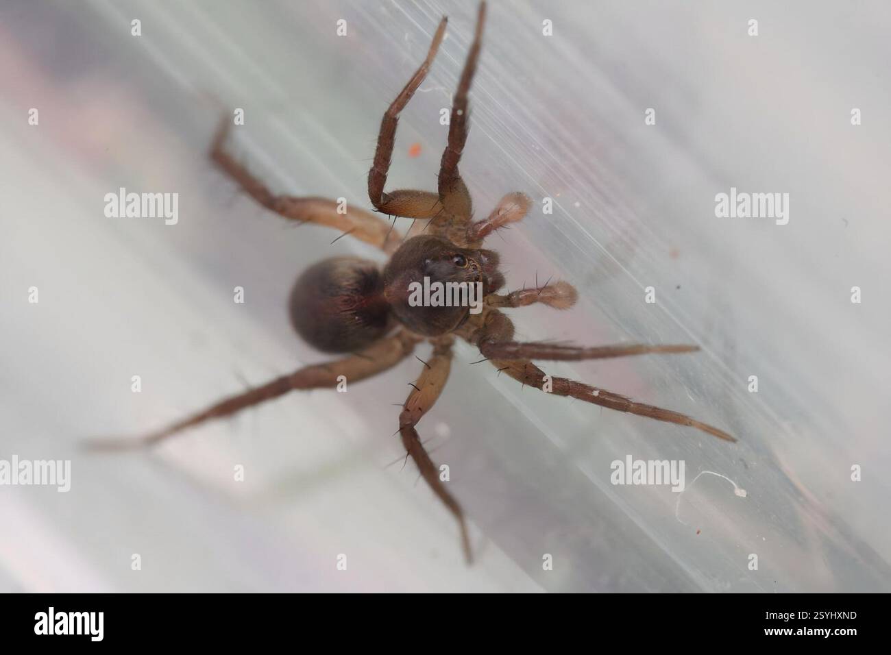 Thin-legged Wolf Spiders (Pardosa), Arachnida, Emerald Hill, Harare ...