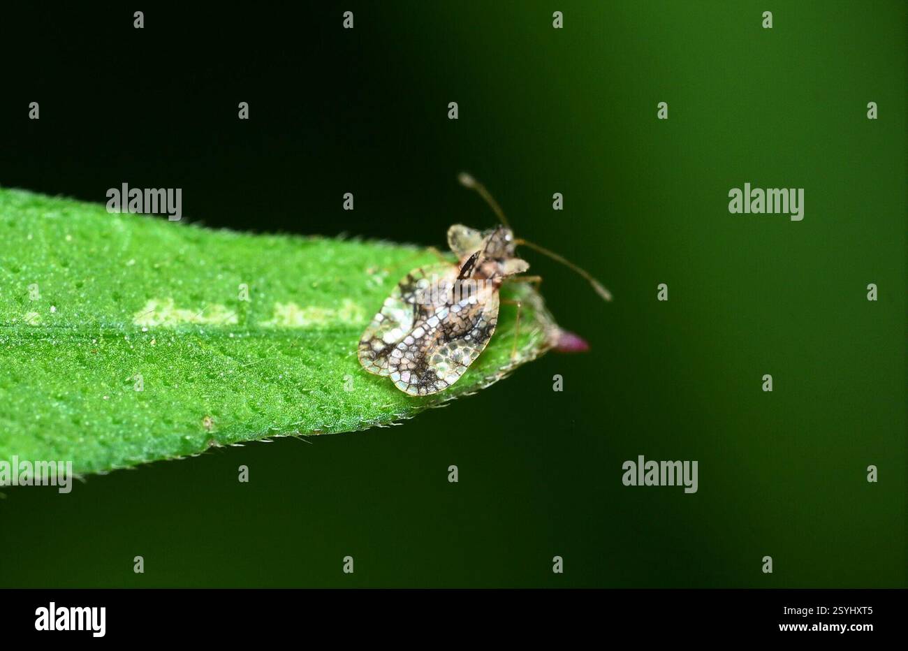 (Stephanitis nashi), Insecta, 中国江西省上饶市婺源县 Stock Photo - Alamy