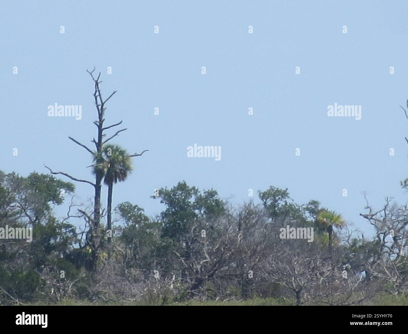 cabbage palmetto (Sabal palmetto), Plantae, Wassaw Island, GA, USA ...