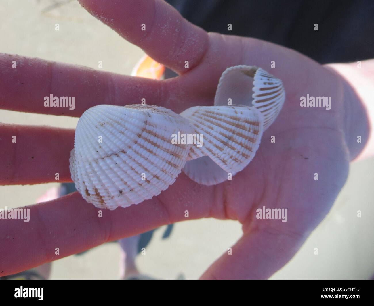 Wassaw island hi-res stock photography and images - Alamy