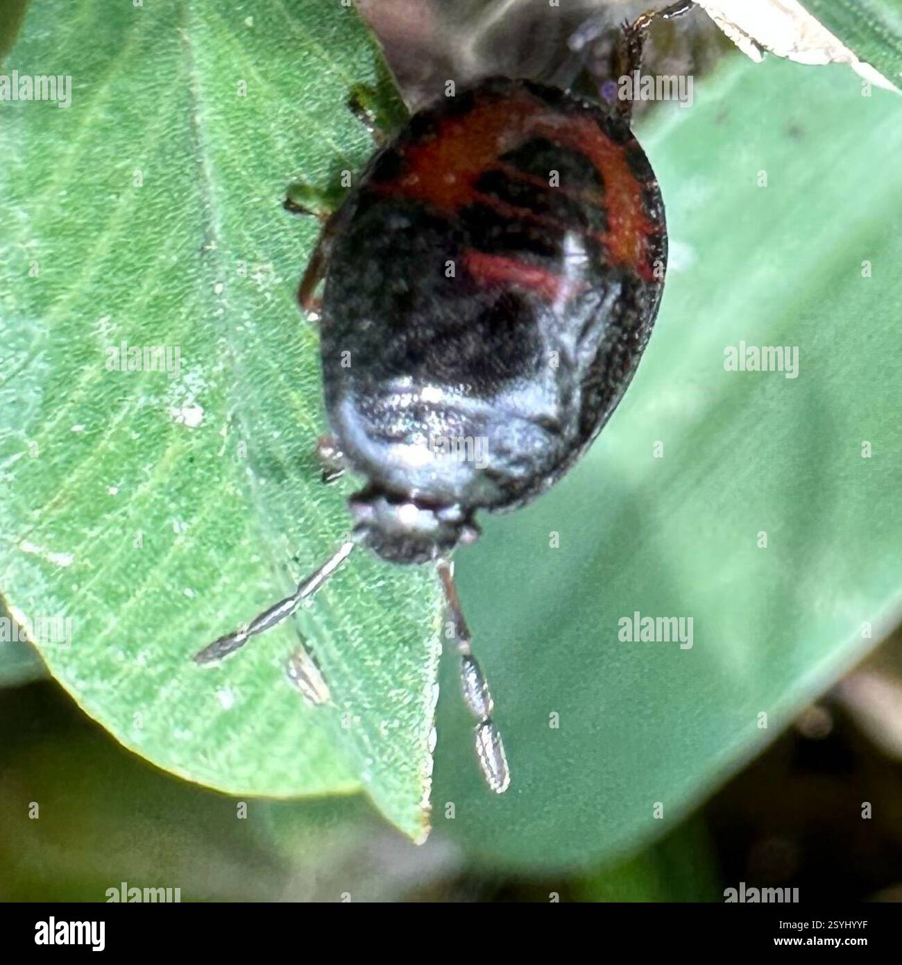 Sehirus cinctus hi-res stock photography and images - Alamy