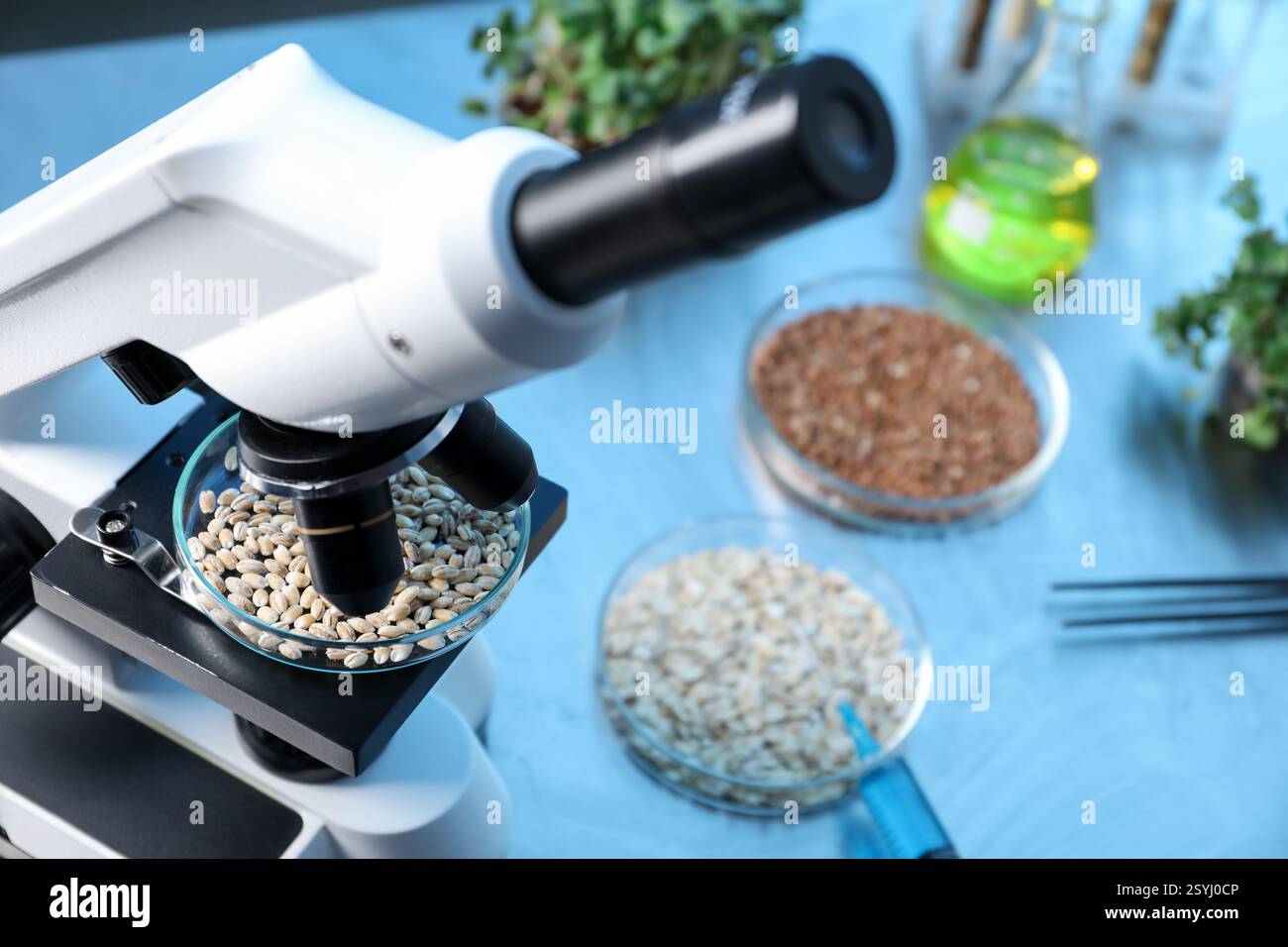 GMO concept. Petri dish with wheat grains under microscope on table in ...