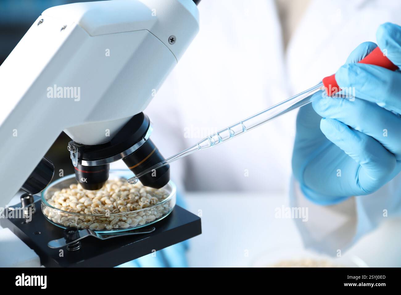 GMO concept. Scientist dripping something onto wheat grains under ...