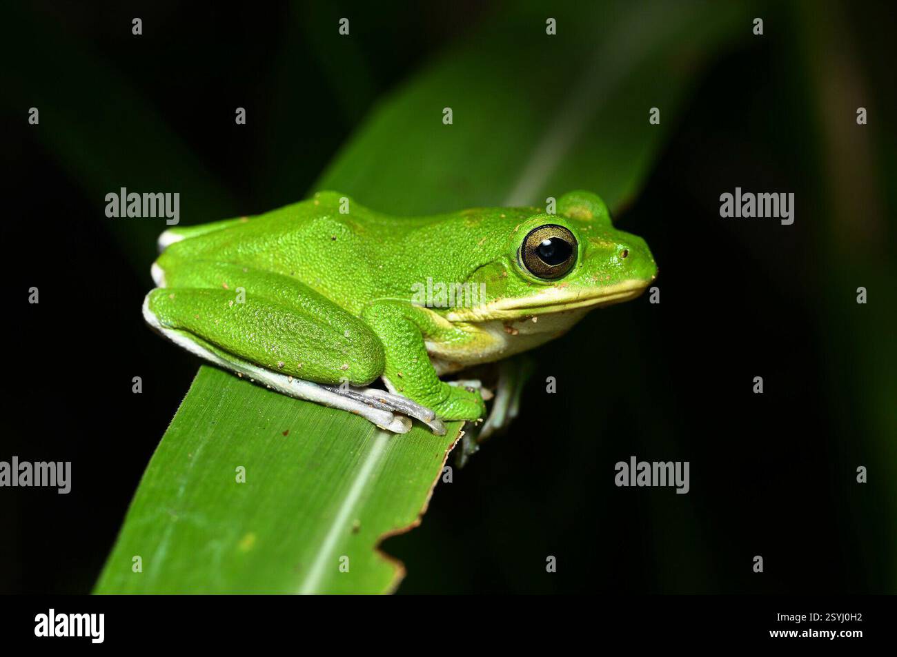 Chinese Flying Frog (Zhangixalus dennysi), Amphibia, 中国江西省上饶市婺源县 Stock ...