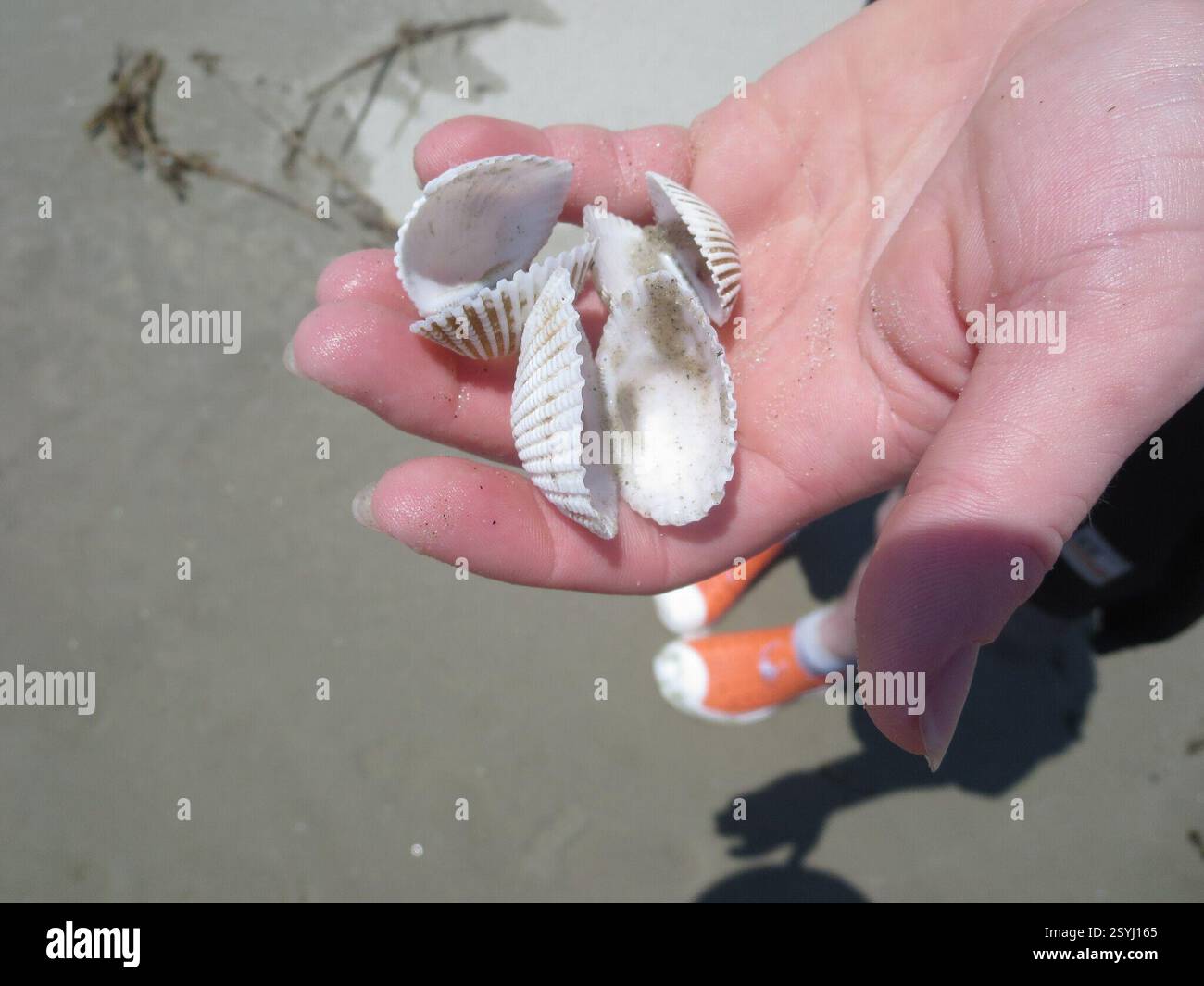 Incongruous Ark (Anadara brasiliana), Mollusca, Wassaw Island beach, GA ...