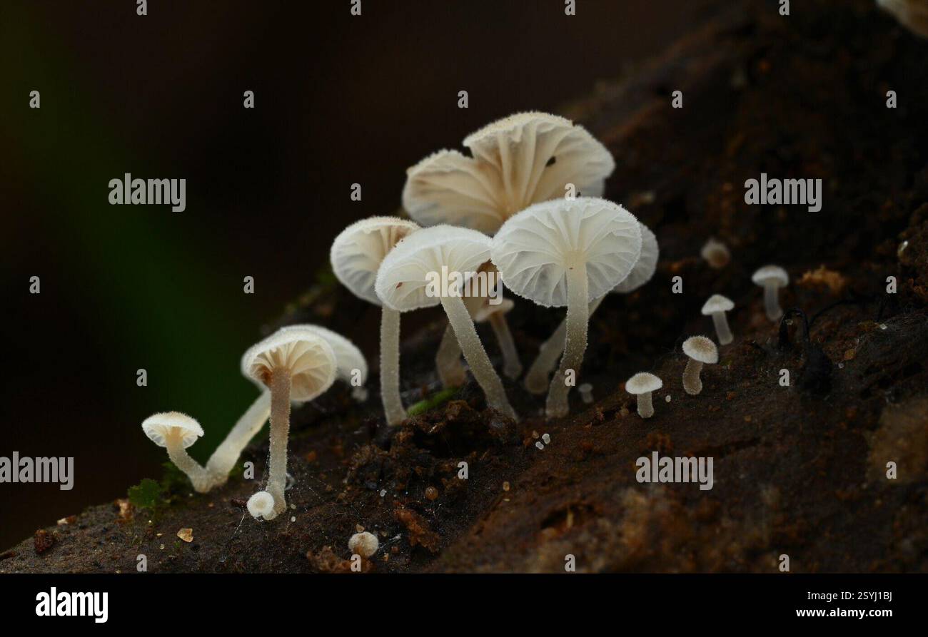 Fairy Parachutes (Marasmiellus candidus), Fungi, 浙江省杭州市西湖区法喜寺 Stock ...