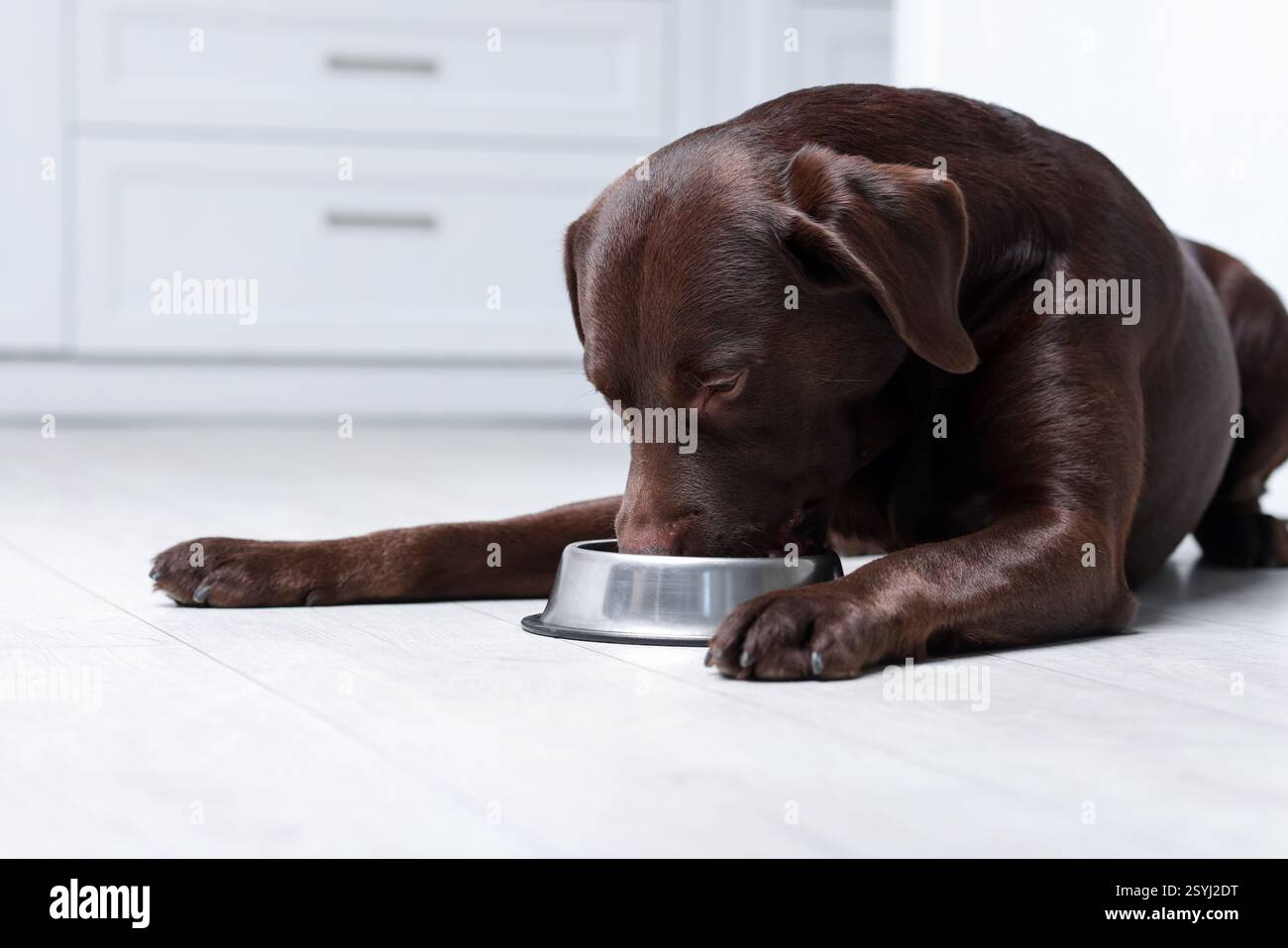 Cute dog eating dry pet food from feeding bowl on floor indoors Stock ...