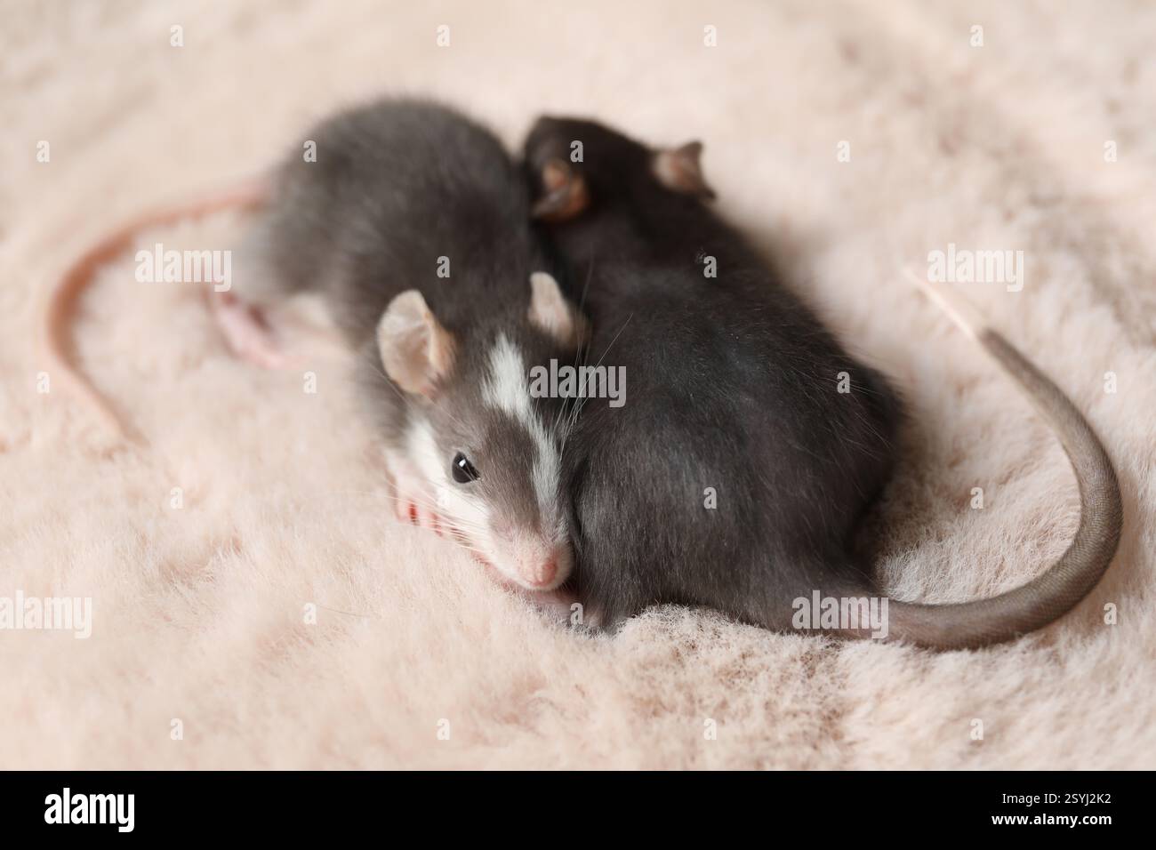 Two adorable little rats on faux fur Stock Photo - Alamy