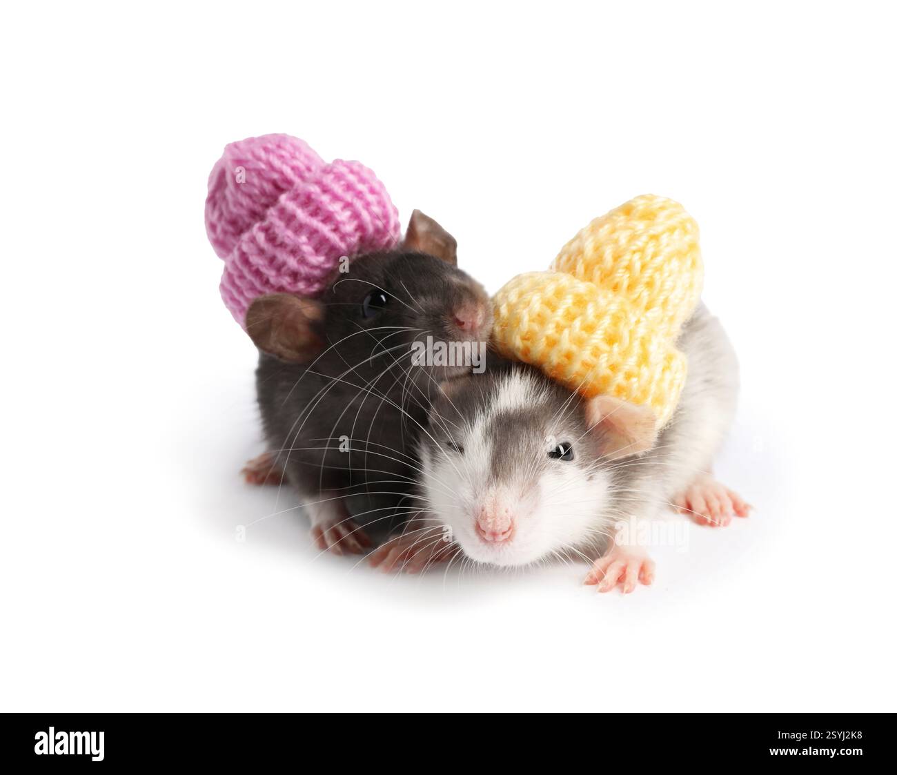 Cute rats in hats on white background Stock Photo - Alamy