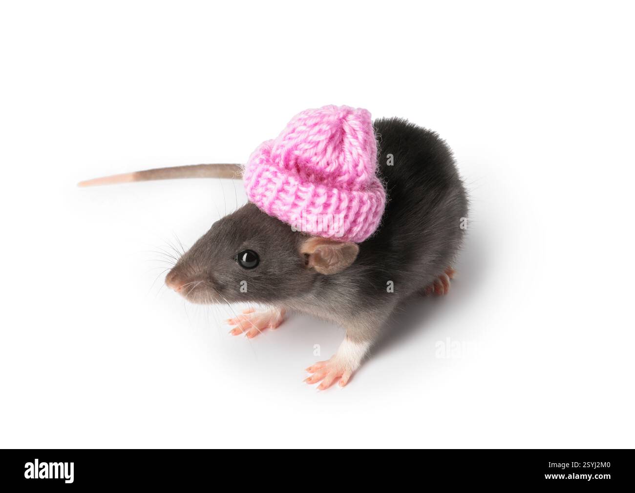 Cute rat in hat on white background Stock Photo - Alamy