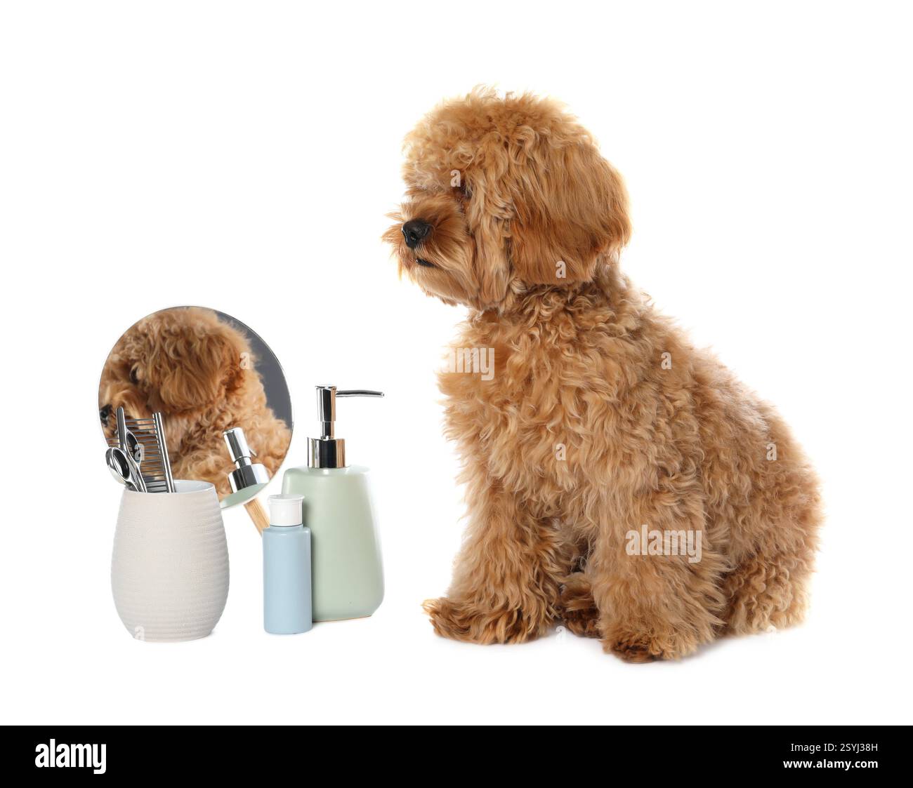 Cute fluffy dog, grooming tools and cosmetic products on white ...