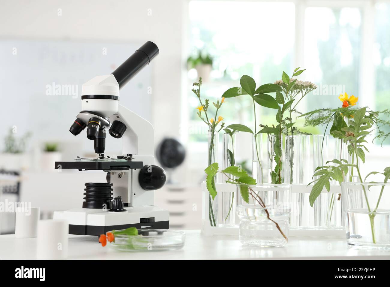 Modern microscope and test tubes with plants on shelf in Biology ...