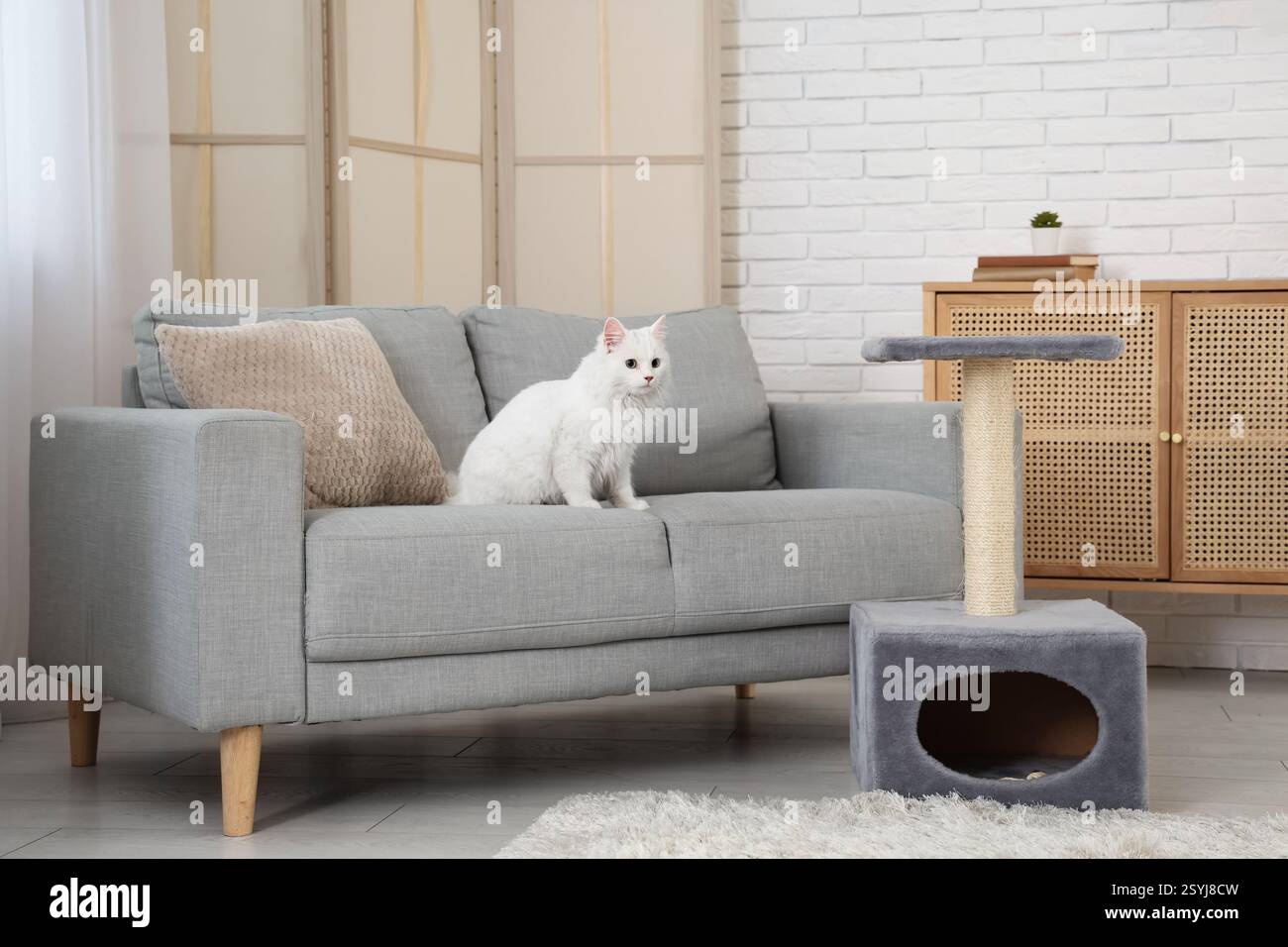 Cat scratching post sofa hi-res stock photography and images - Alamy