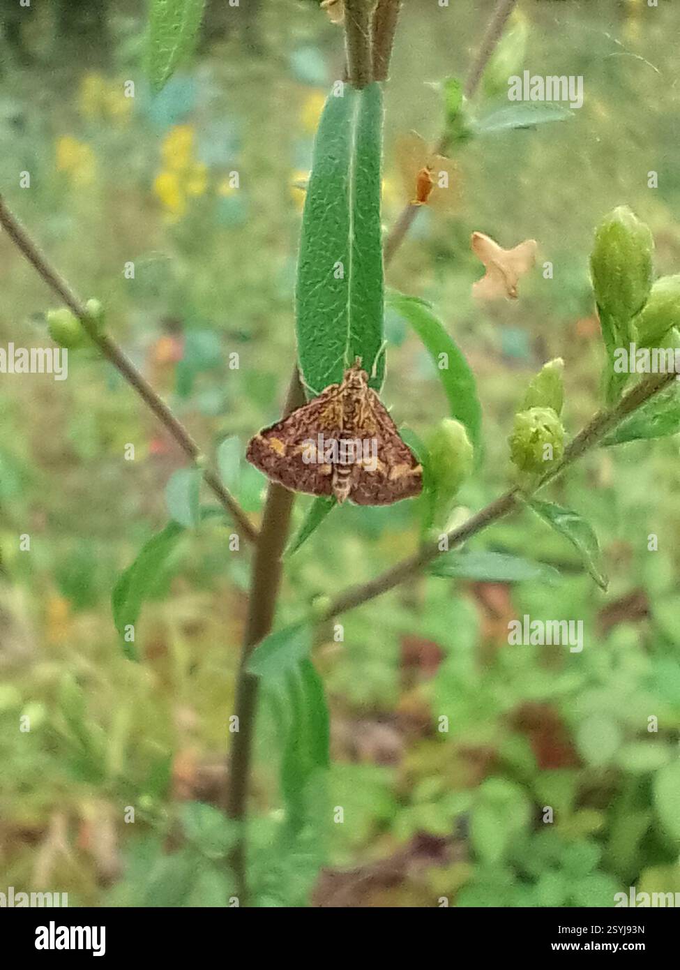 Mint Moth (Pyrausta aurata), Insecta, Marford, Wrexham, UK Stock Photo ...