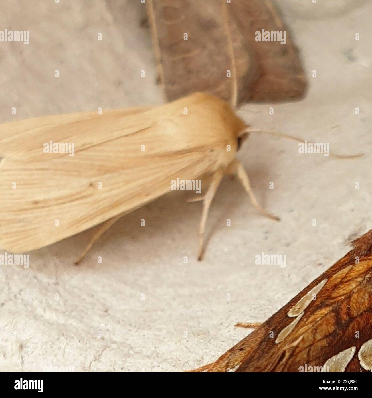 Common Wainscot (Mythimna pallens), Insecta, Church View, Witchford ...