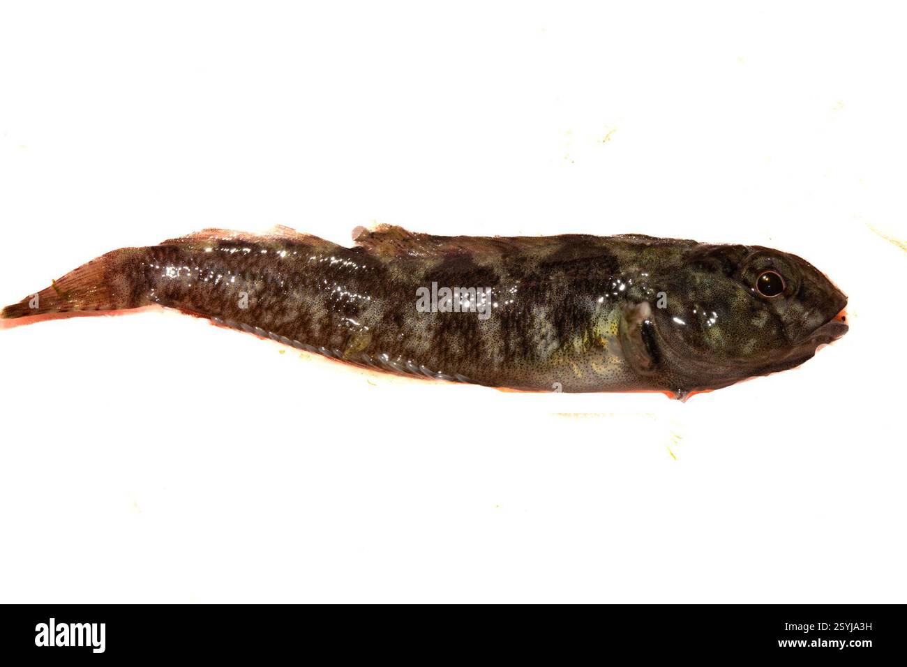 Robust Triplefin (Forsterygion gymnotum), Actinopterygii, Karitane 9471 ...