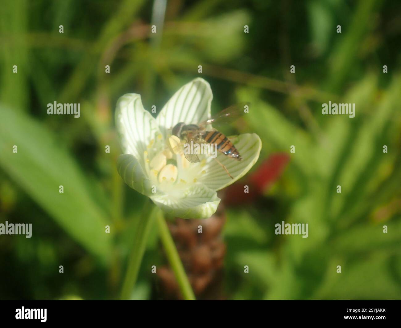 Maize Calligrapher (Toxomerus politus), Insecta, Williamstown, MA 01267 ...