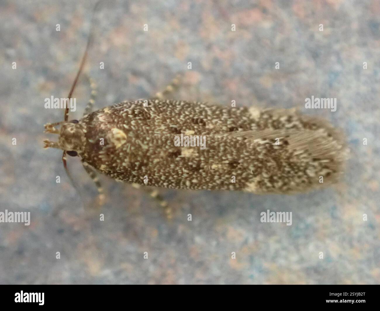 Dark Groundling (Bryotropha affinis), Insecta, 8 Millcroft Road ...