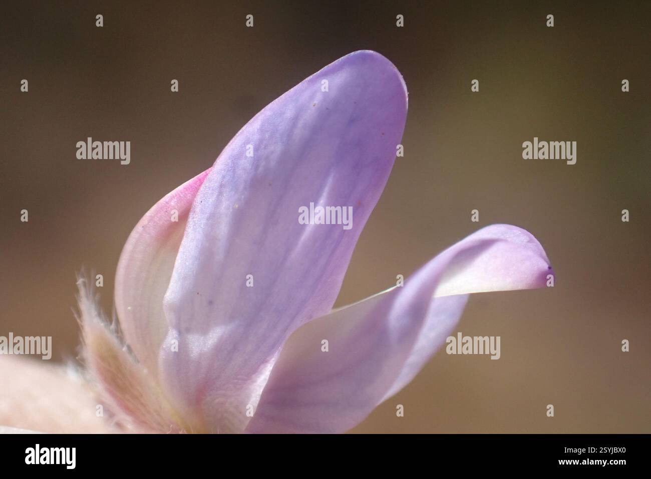 Clustered Lupine (Lupinus lepidus confertus), Plantae, Washoe Meadows ...
