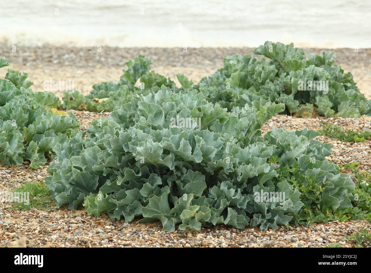Sea kale hi-res stock photography and images - Alamy