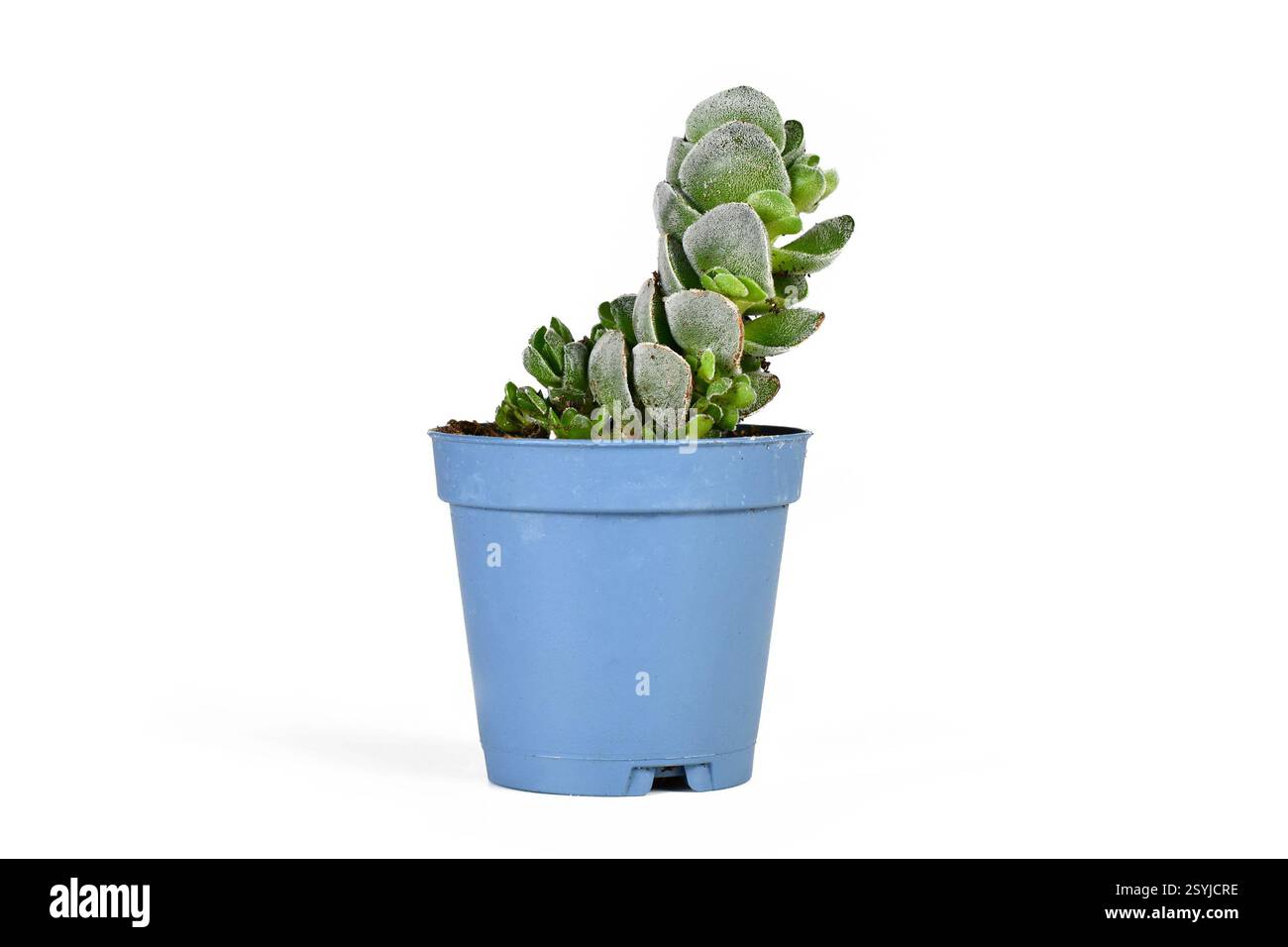 Succulent jade houseplant Cut Out Stock Images & Pictures - Alamy