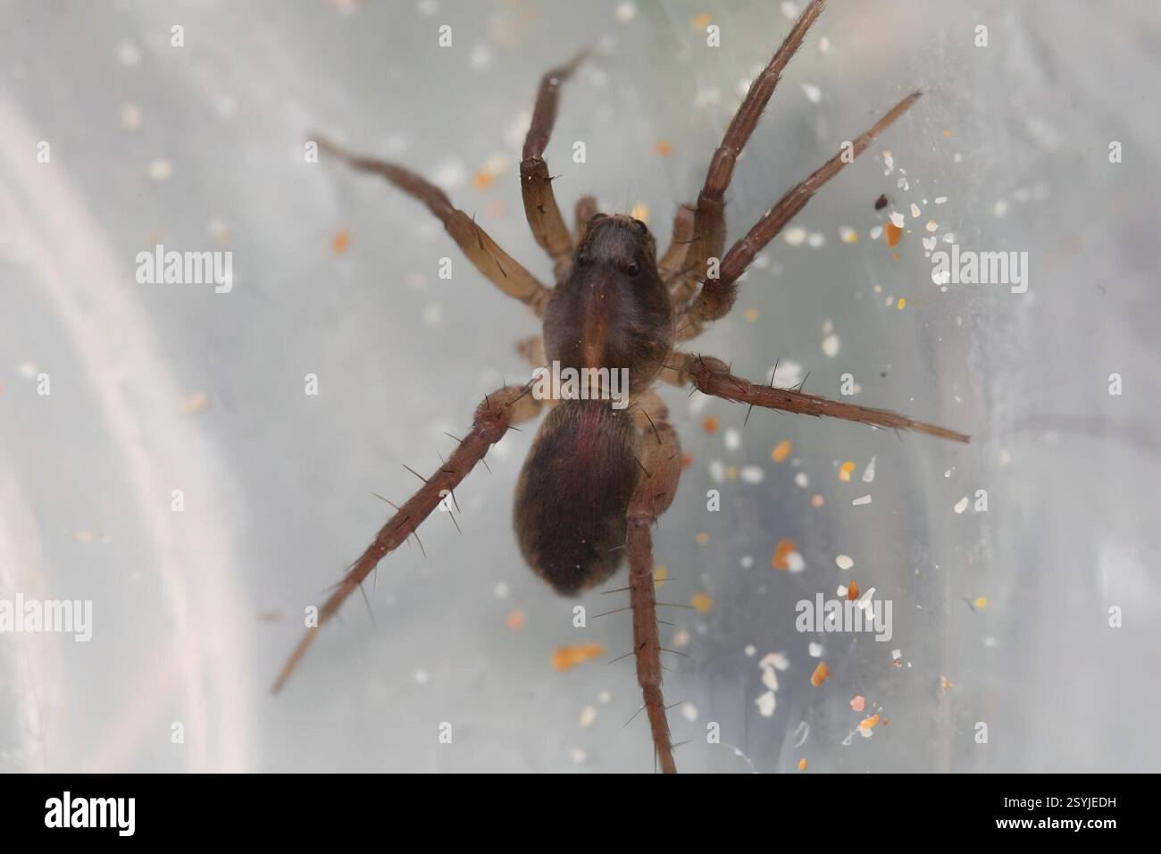 Thin-legged Wolf Spiders (Pardosa), Arachnida, Emerald Hill, Harare ...