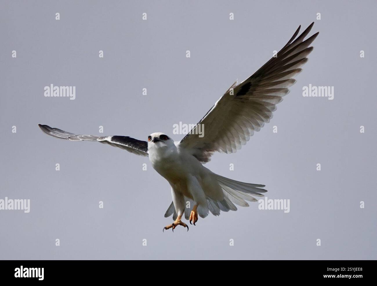 Black-shouldered Kite (Elanus axillaris), Aves, Princess Freeway ...